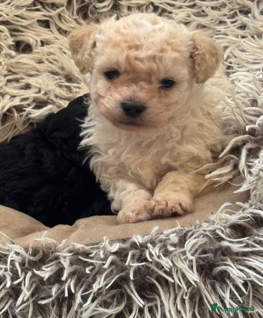 Toy Poedel pups te koop | Puppyplaats