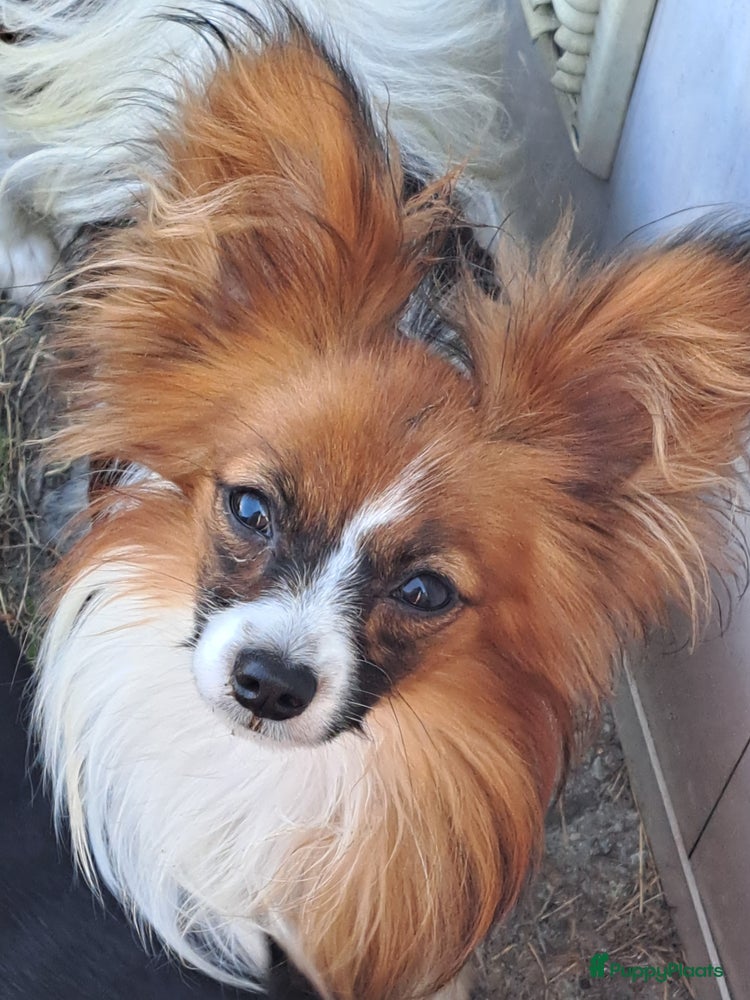 Vlinderhondje Honden Ras: Karakter, Levensduur & Prijs | Puppyplaats