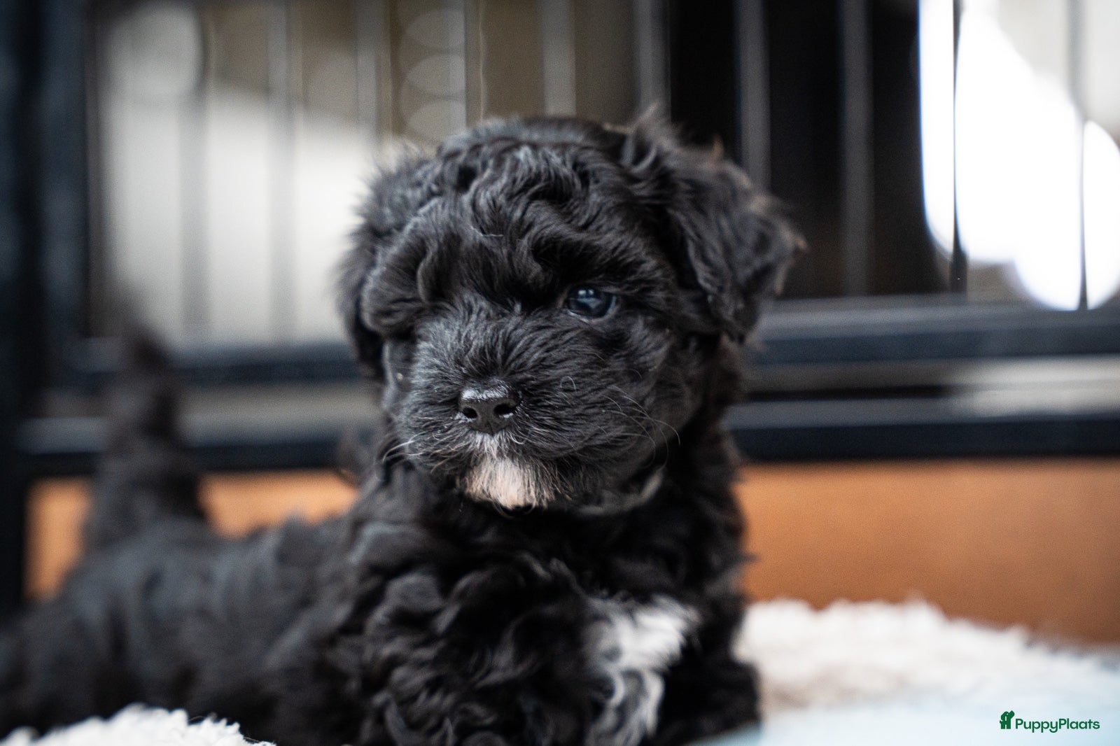 Havanezer pups te koop | Puppyplaats