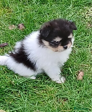 Pomchi Honden Ras: Karakter, Levensduur & Prijs | Puppyplaats