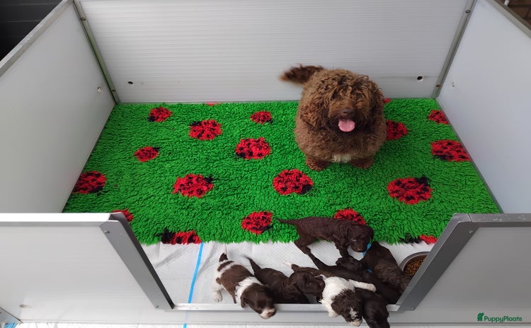 Cockapoo Honden Ras: Karakter, Levensduur & Prijs | Puppyplaats