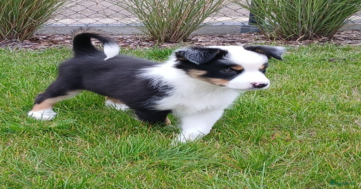 Knappe Australische Herder pup te koop. te koop in Heusden-Zolder ...