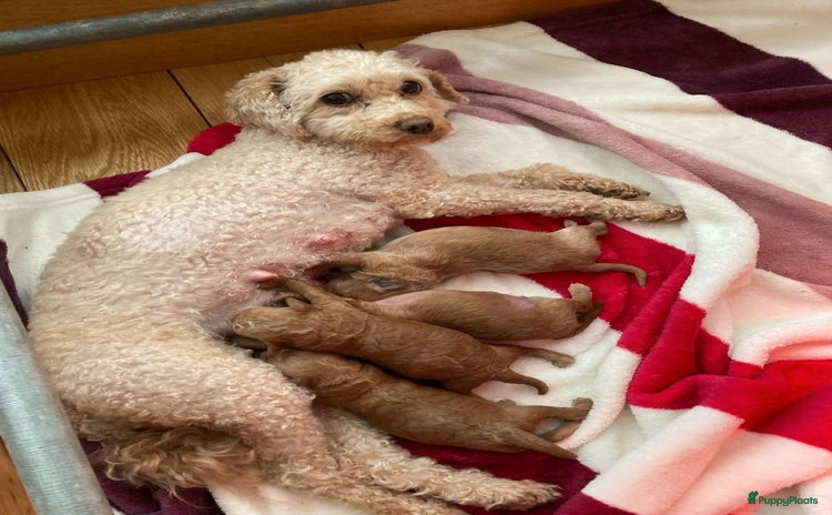 Toy Poedel pups te koop | Puppyplaats