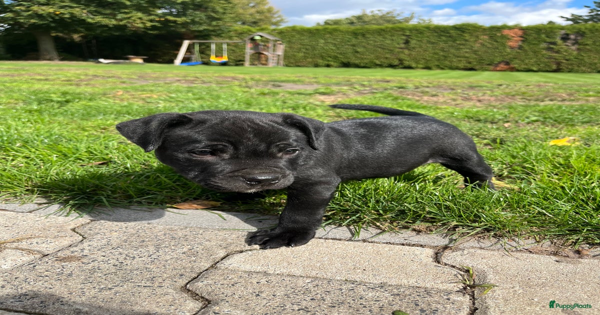 Engelse Stafford pup REU te koop in Leende | Puppyplaats