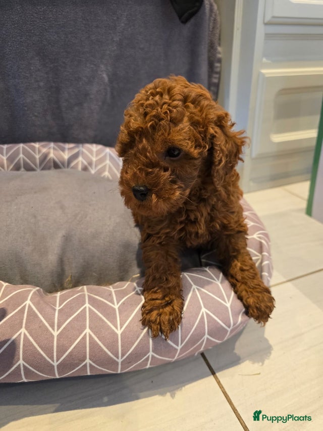 Puppy poedel abrikoos te koop in Putte | Puppyplaats