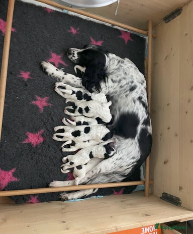 Engelse Springer Spaniel pups te koop | Puppyplaats