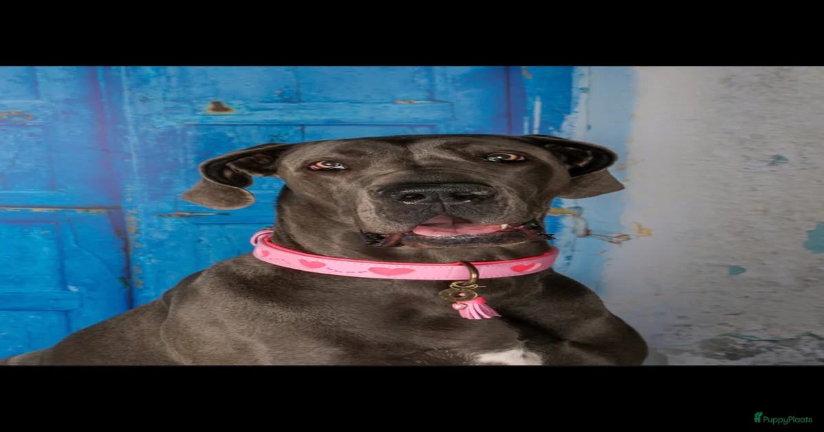 Deense Dog Pups te koop | Puppyplaats