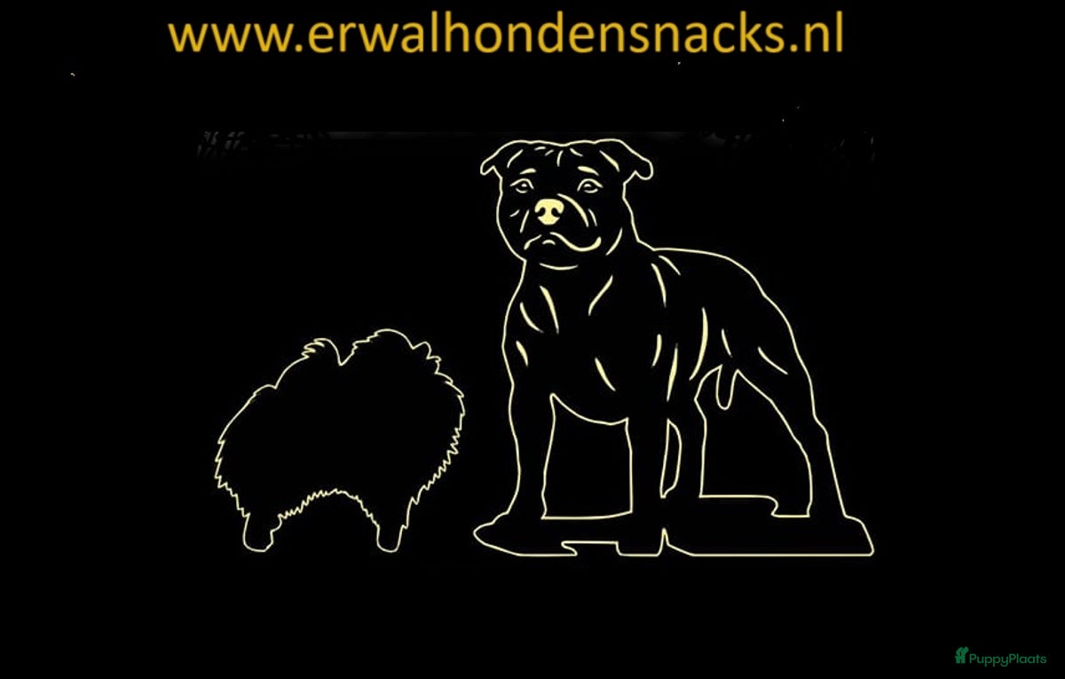 Engelse Stafford Honden Ras: Karakter, Levensduur & Prijs | Puppyplaats