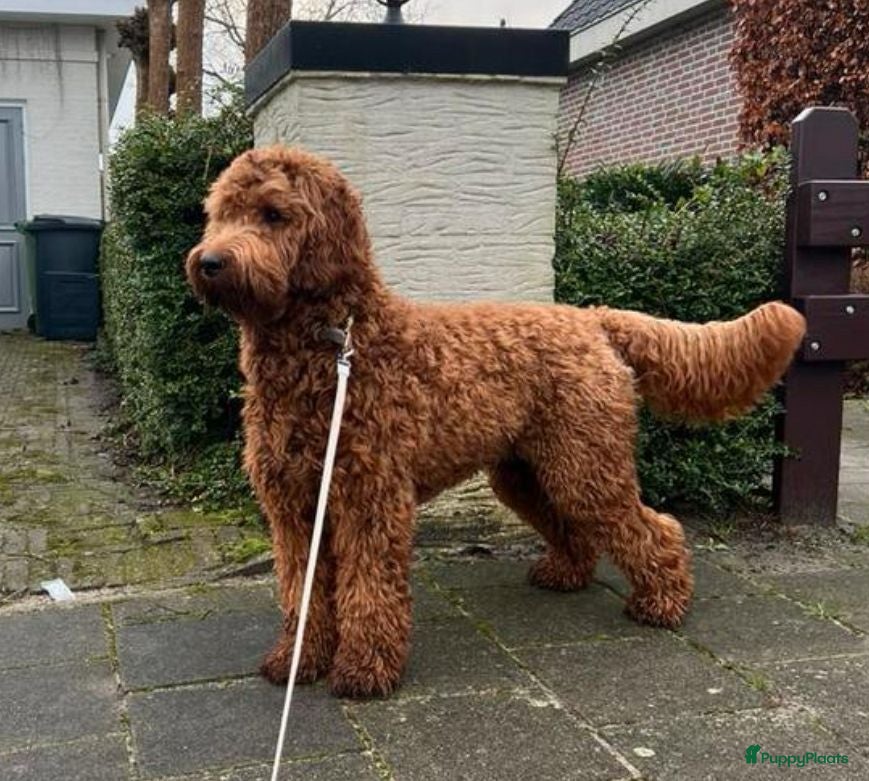 Australian labradoodle ALF2,1 teef/reu beschikbaar te koop in Nieuw ...