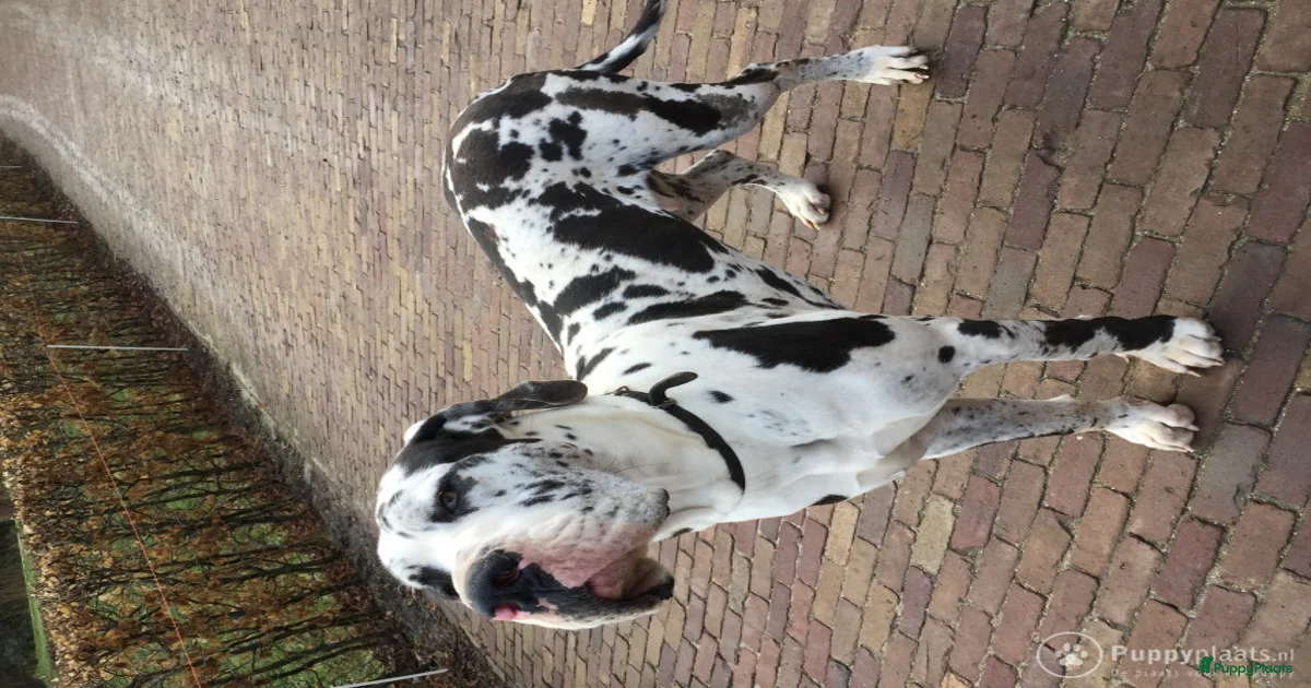 Deense Dog Honden ter dekking | Puppyplaats