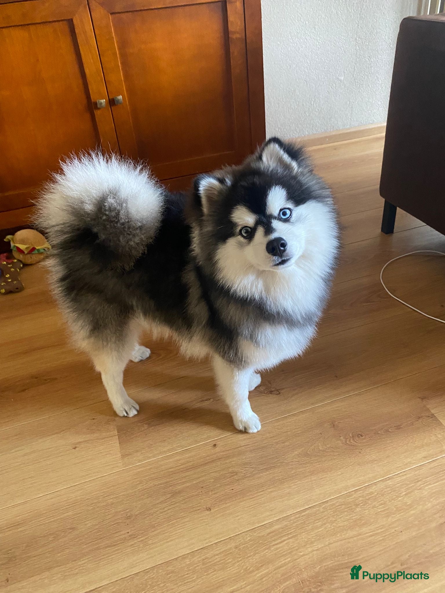 Pomsky F1 Dekreu ( Husky / Pomeranian) ter dekking in Oss | Puppyplaats