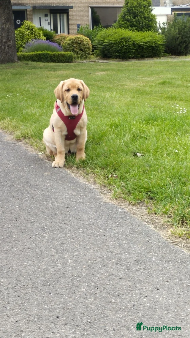 FCI PEDIGREE - LABRADOR RETRIEVER 5 MONTHS OLD te koop in Horn ...