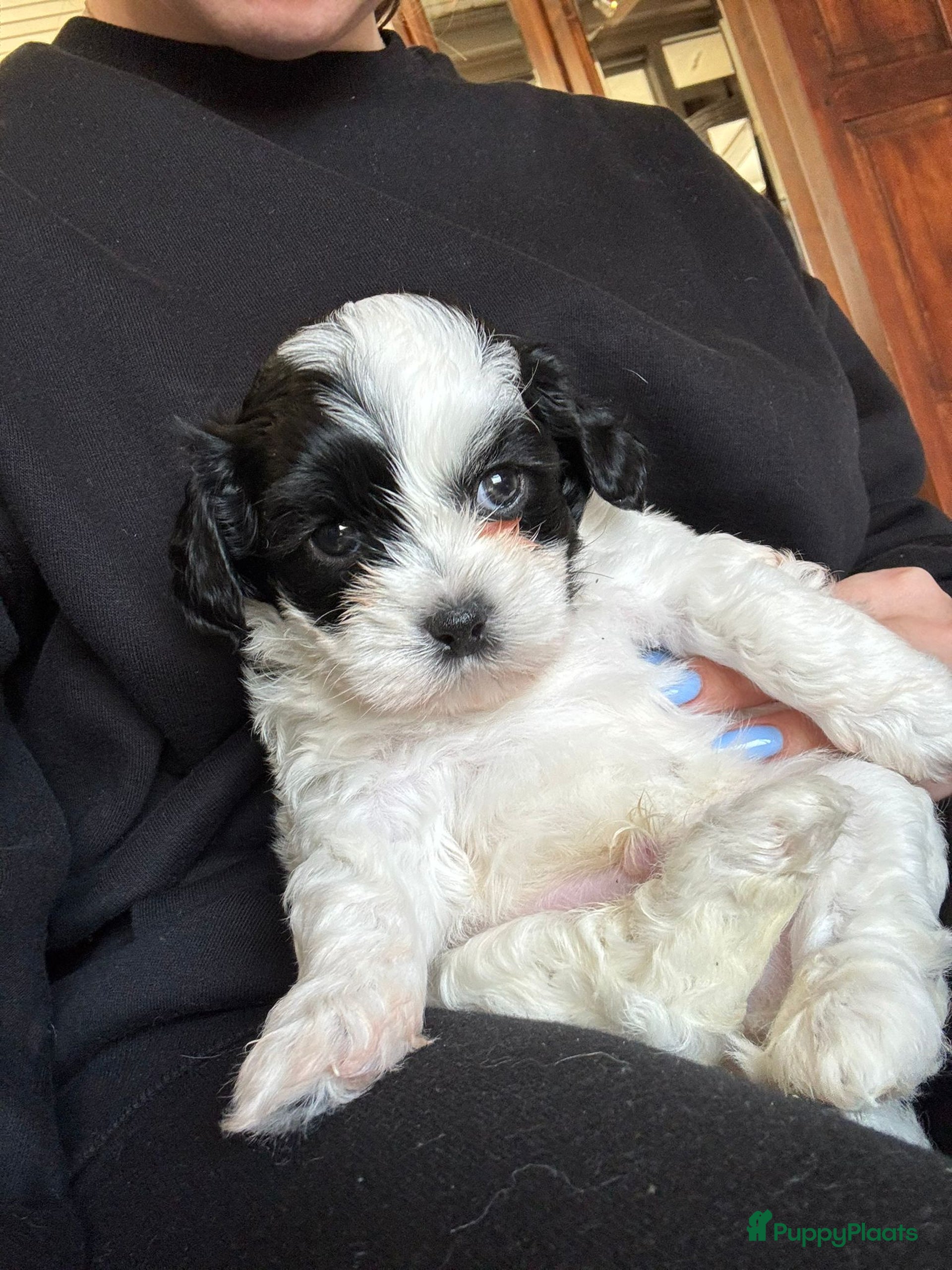 Boomer pups te koop | Puppyplaats