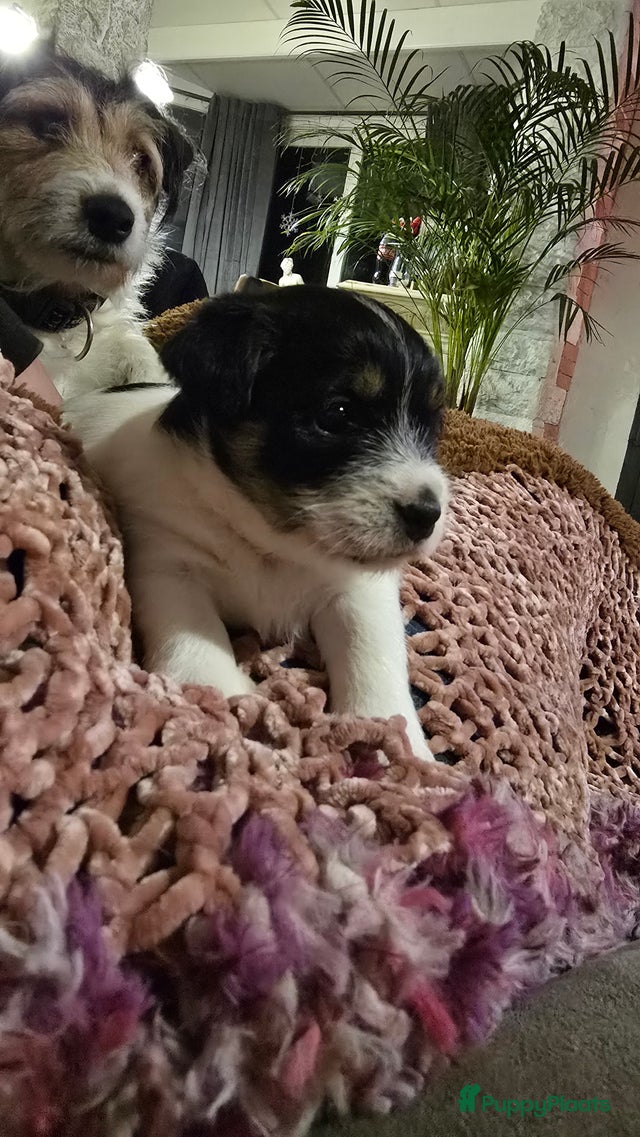 Ruwharige Jack Russel x Boerenfox te koop in Alphen | Puppyplaats