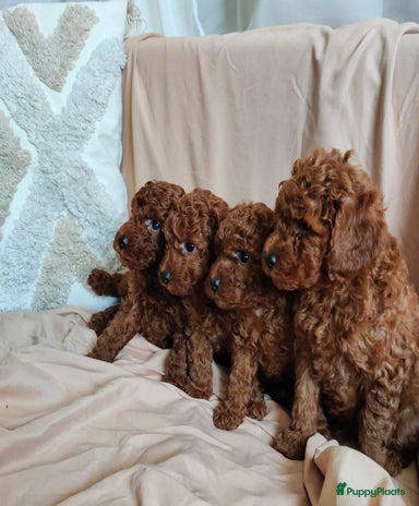 Toy Poedel pups te koop | Puppyplaats