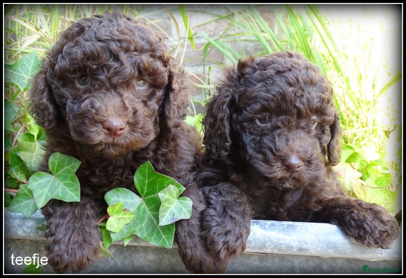 Mini Labradoodle pups te koop | Puppyplaats