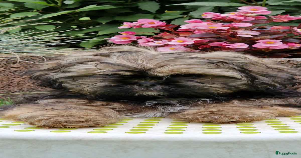 Shi tzu Rustig van karakter,lief en speels te koop in Hoogezand ...