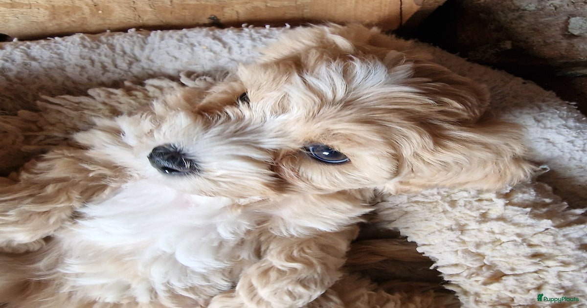 Schitterende micro mini labradoodle pups te koop in Weert | Puppyplaats