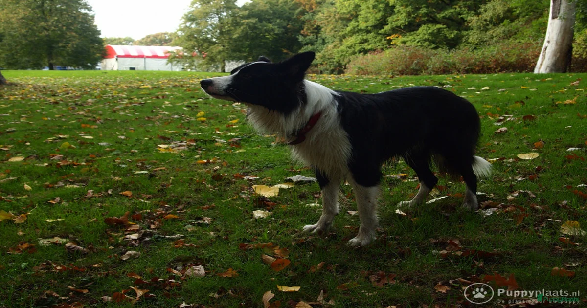 Border Collie Honden ter dekking in Someren | Puppyplaats