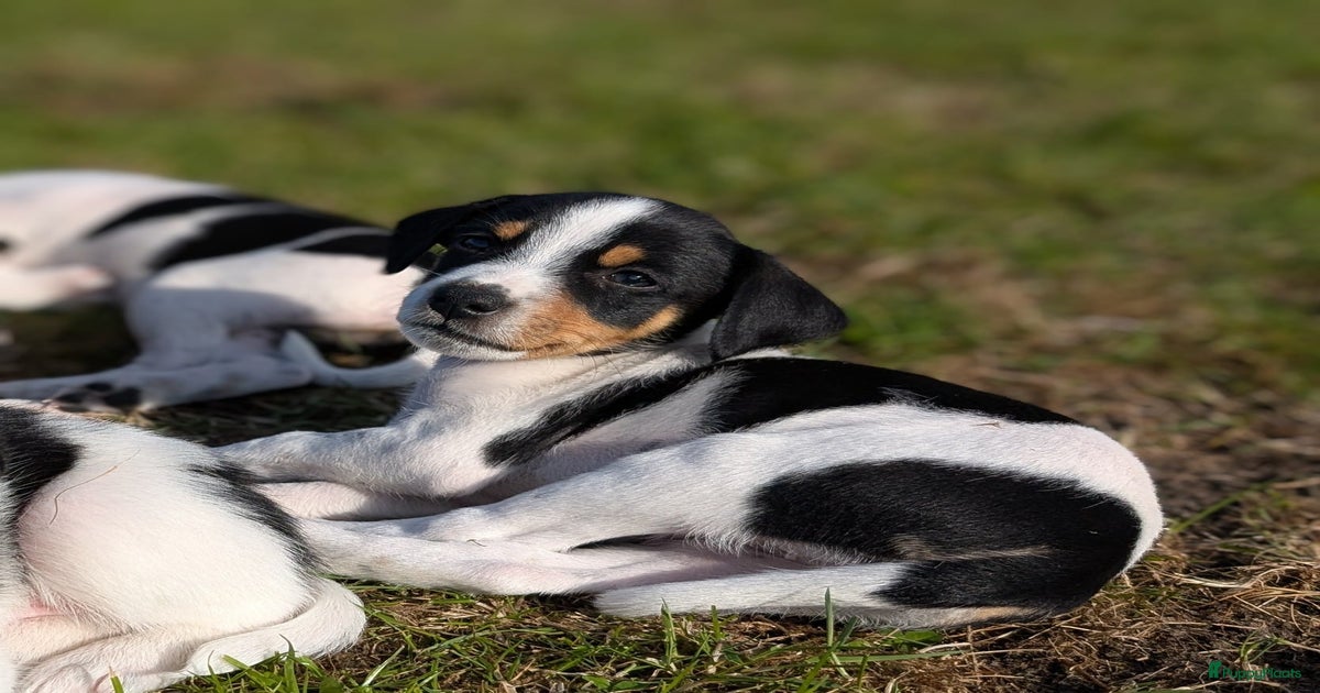 Boerenfox pups te koop in Milheeze | Puppyplaats