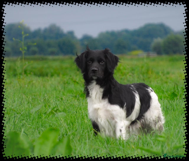 Prachtige friese stabij x border collie pups te koop in Ouderkerk aan ...