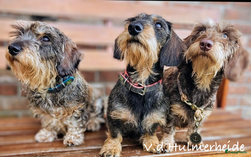 Ruwhaar Teckel pups te koop | Puppyplaats