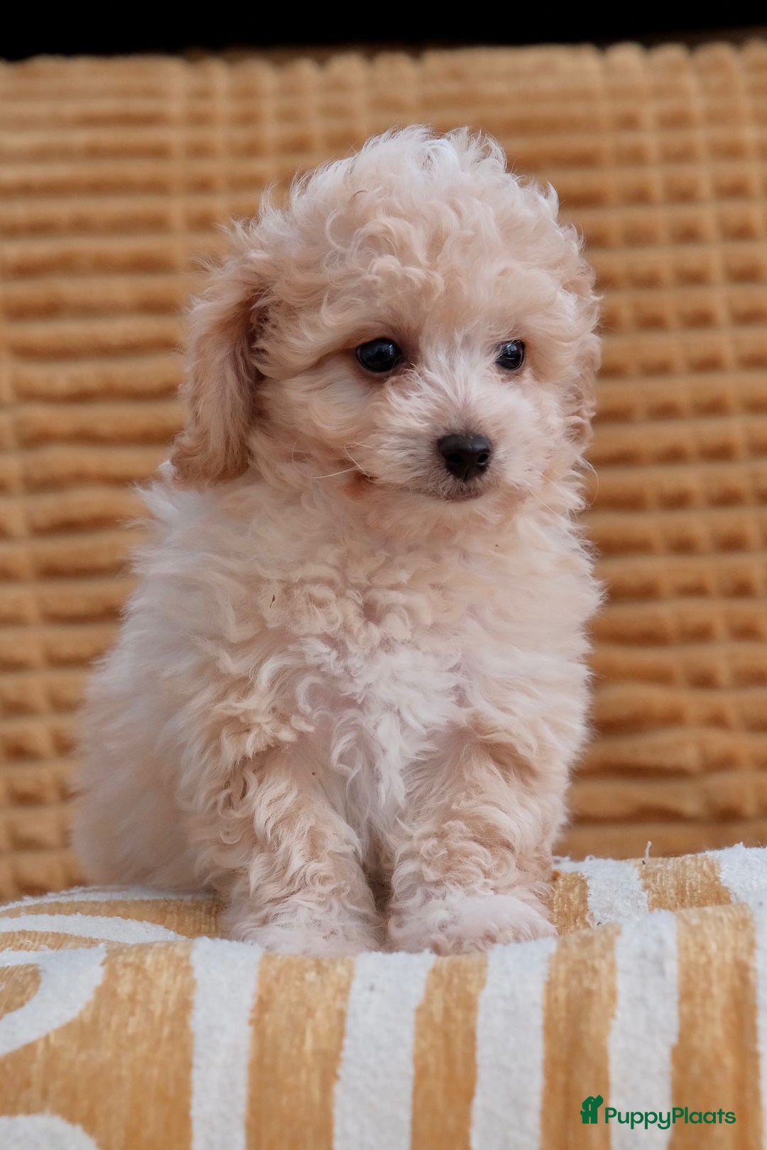 toy poedel te koop in Hilversum | Puppyplaats