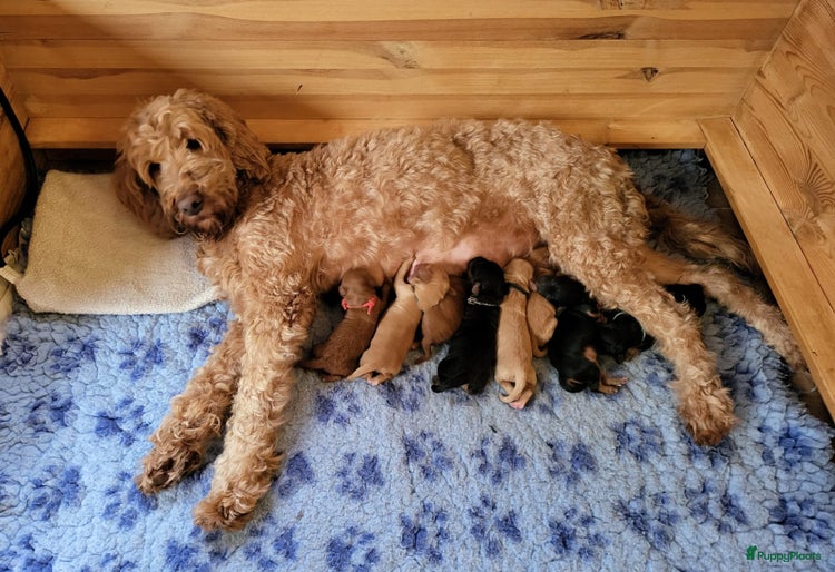Australian Labradoodle pups te koop | Puppyplaats