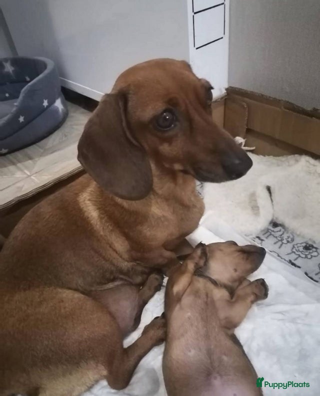 Teckel puppy’s te koop in Groesbeek | Puppyplaats