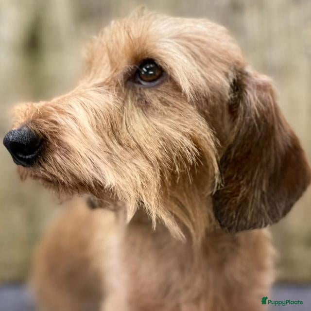Kaninchen ervaren dekreu ter dekking in Waalwijk | Puppyplaats