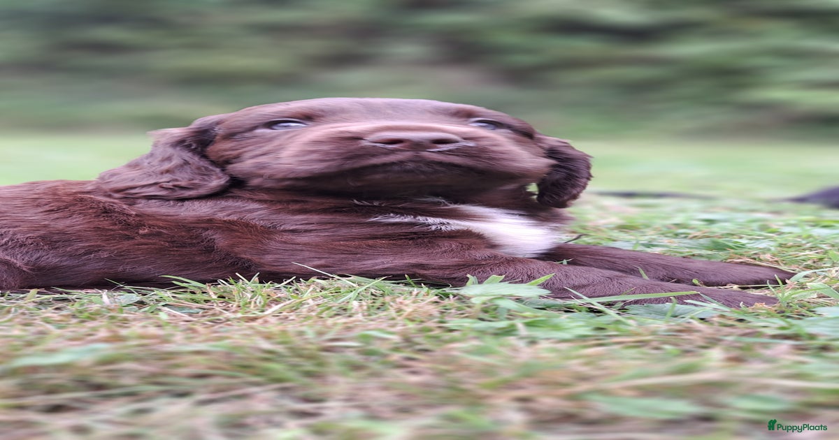 Engelse cockerspaniel x stabij/Labrador pups te koop in Twijzelerheide ...