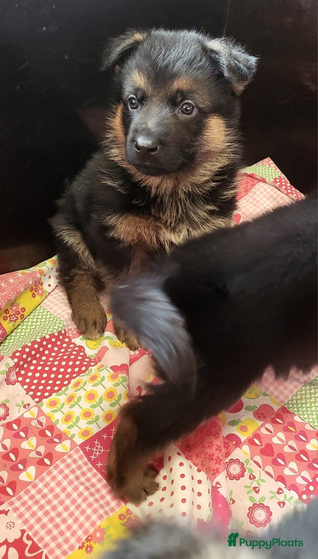 Prachtig nest Duitse herder pups! te koop in Sprang-Capelle | Puppyplaats