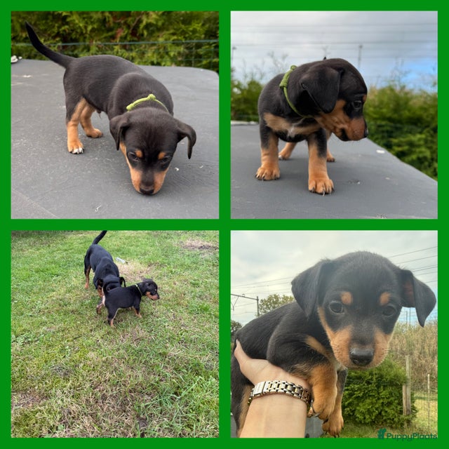 Mooie Jack russel Black en tan te koop in Veenendaal | Puppyplaats