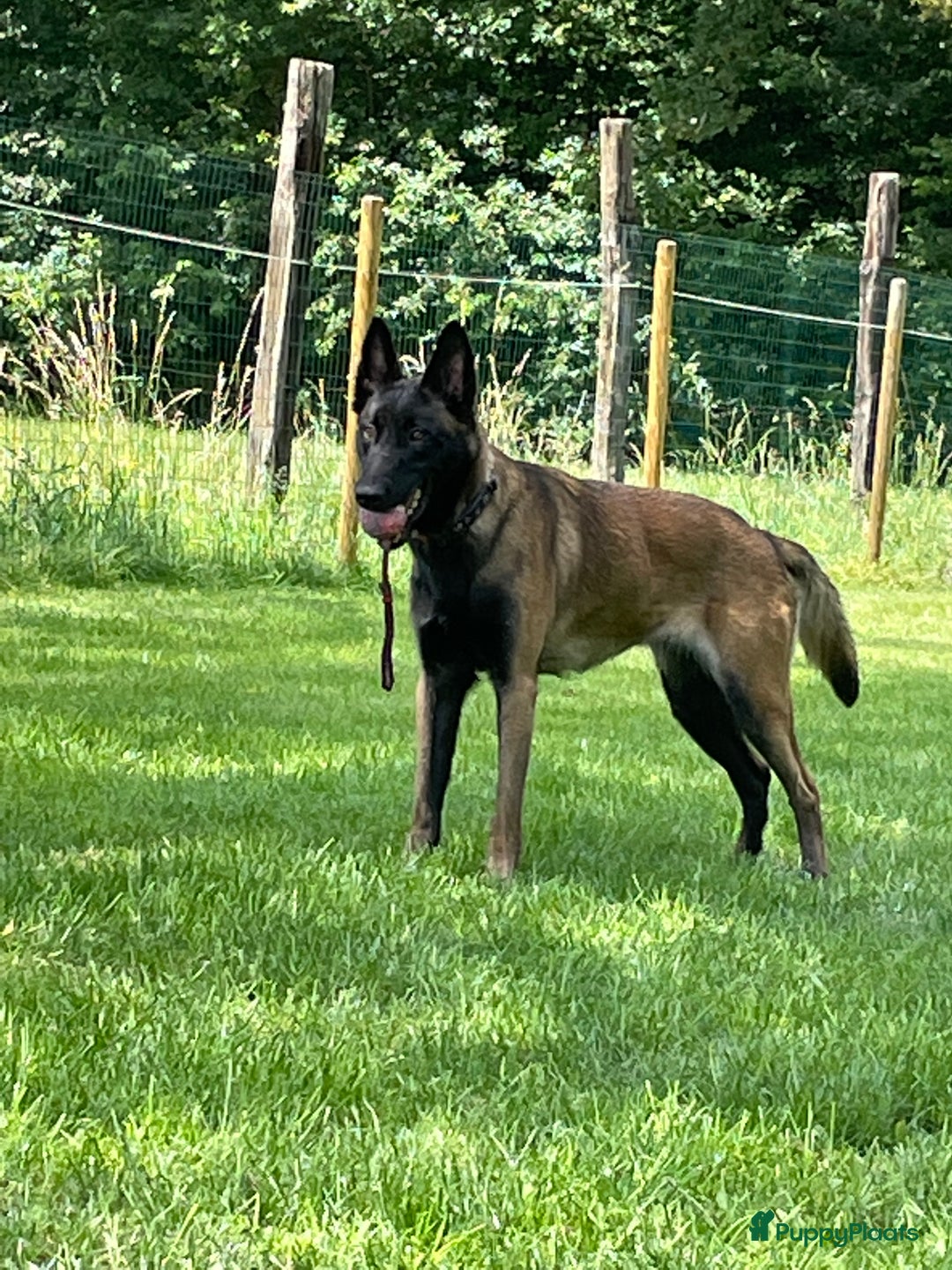 Mechelse herder teef te koop in Eindhoven | Puppyplaats