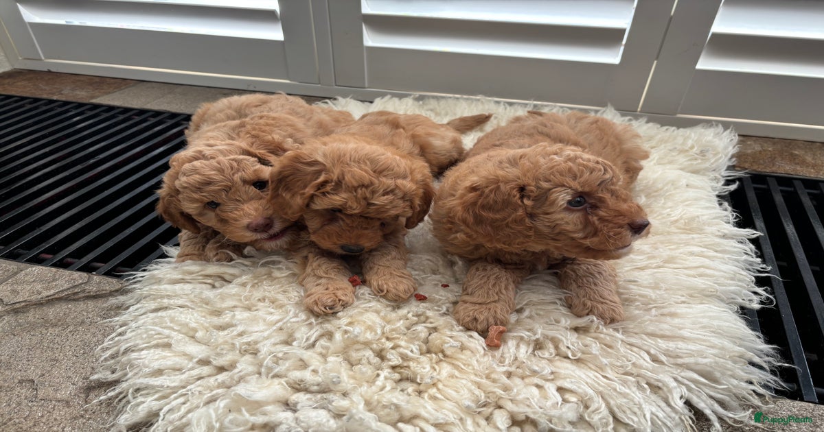 Toypoedel pups te koop in Zaandam | Puppyplaats