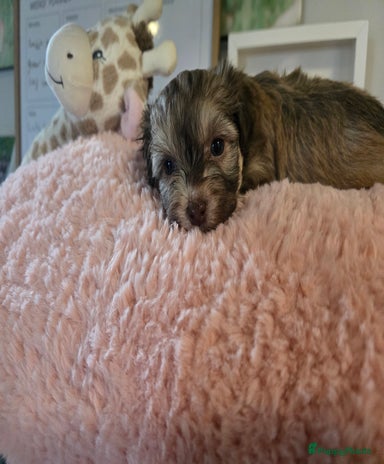 Havanezer pups te koop | Puppyplaats