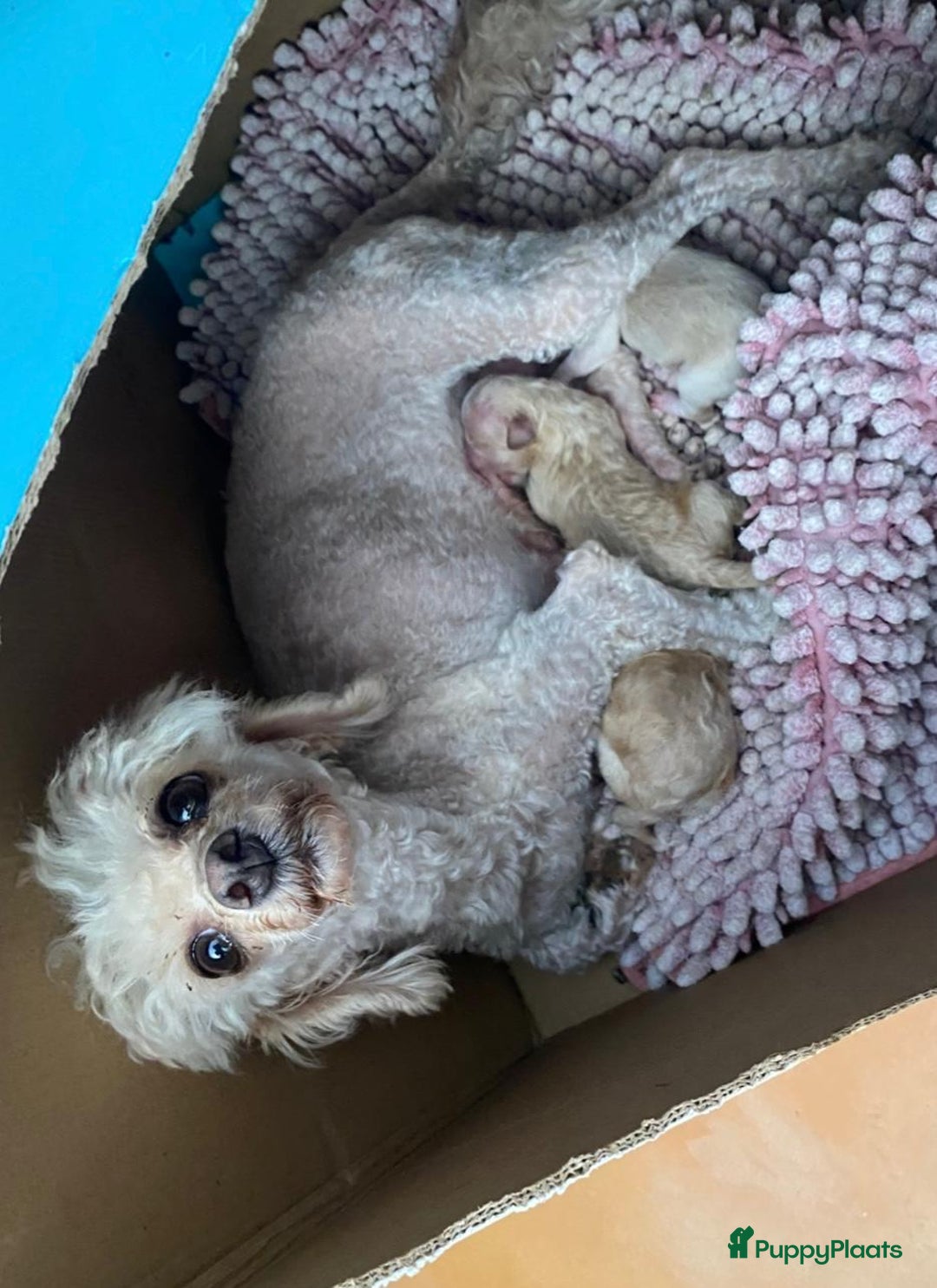 toy poedel te koop in Hilversum | Puppyplaats