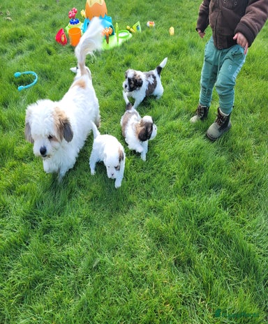 Boomer pups te koop | Puppyplaats