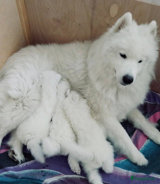 Samojeed pups te koop in Haarlem | Puppyplaats