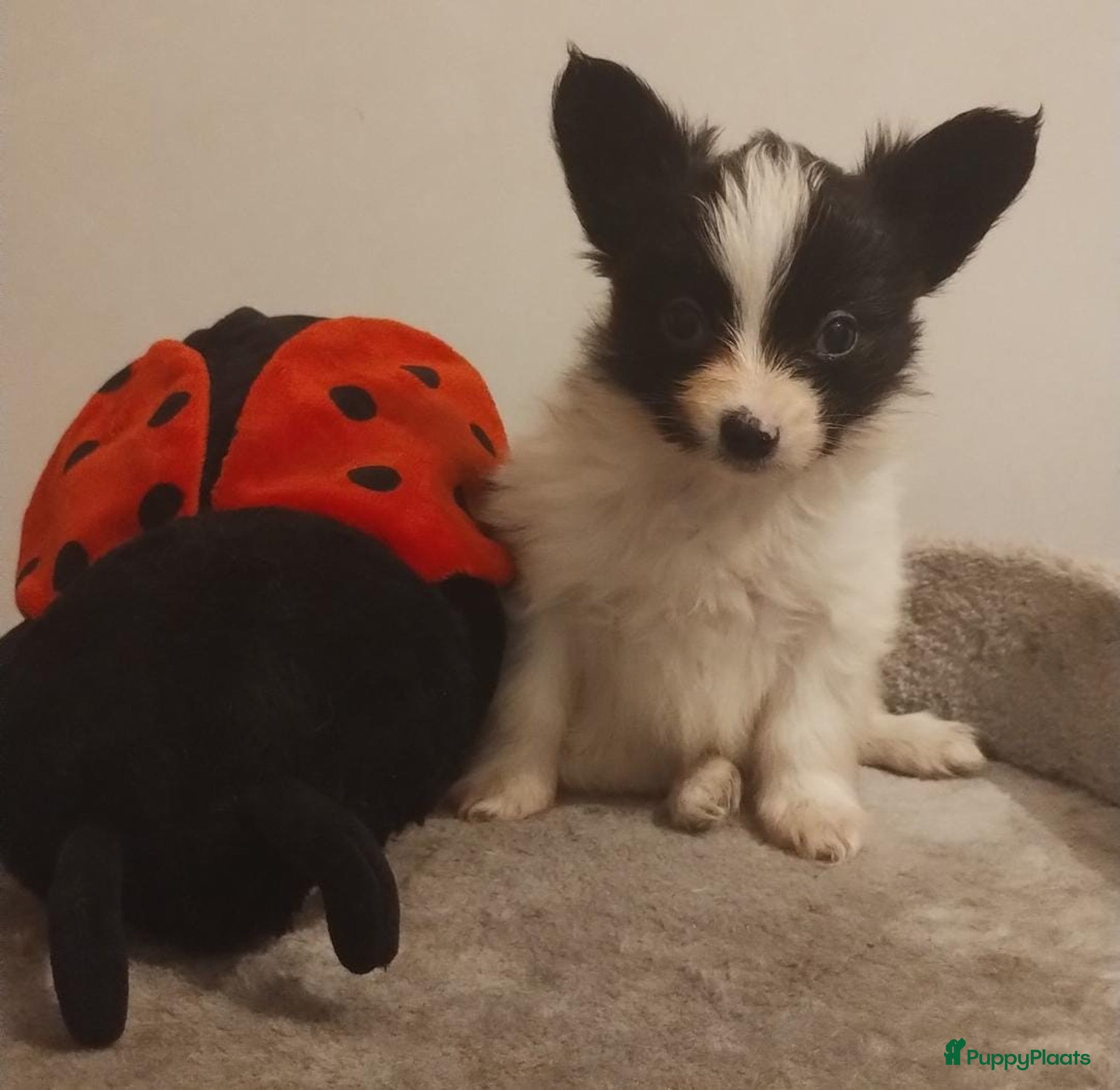 Vlinderhondje Honden Ras: Karakter, Levensduur & Prijs | Puppyplaats