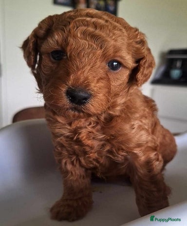 Toy Poedel pups te koop | Puppyplaats