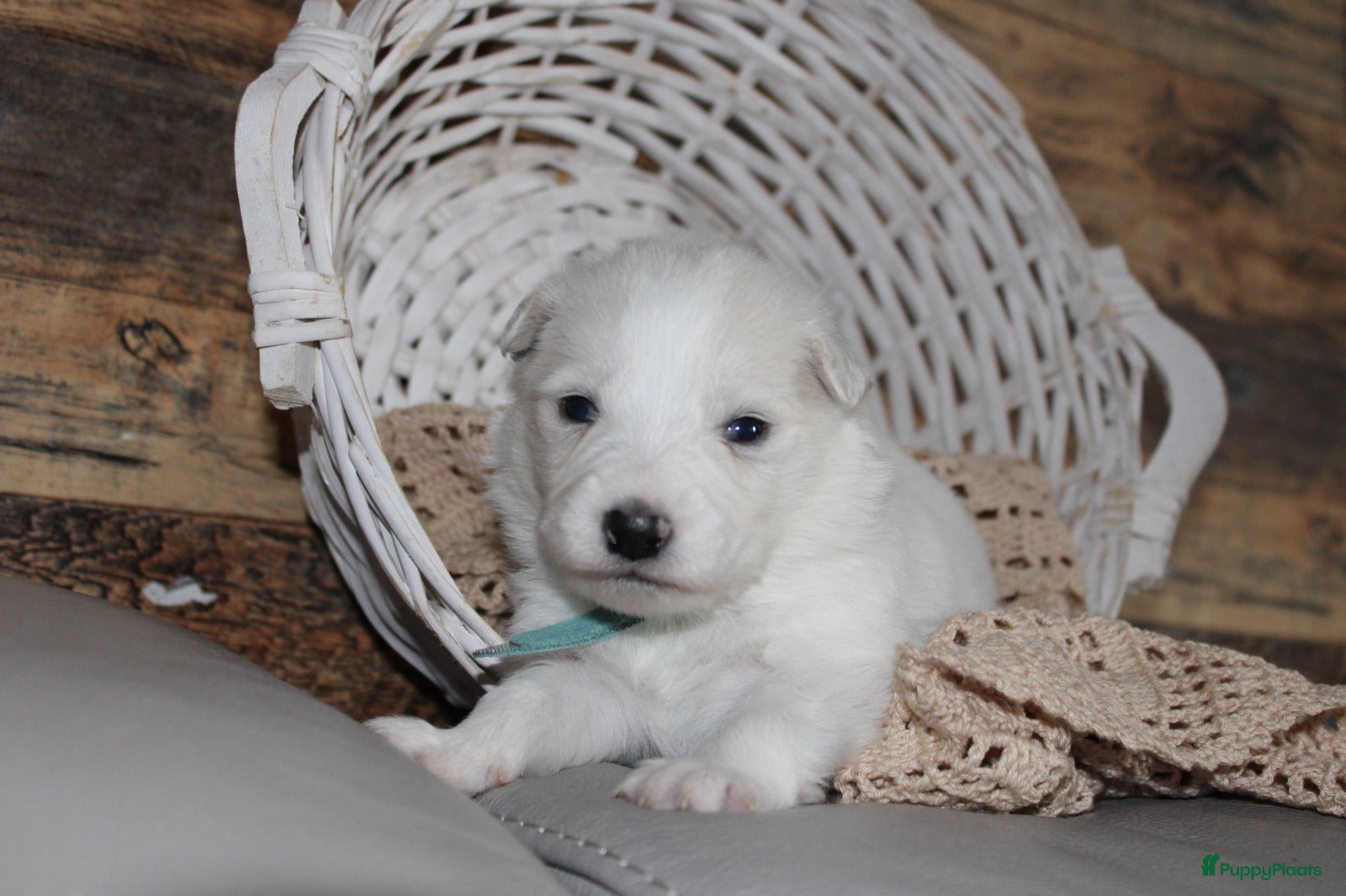 De leukste Samollie's te koop in Goes | Puppyplaats