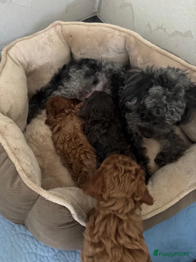 Toypoedel merle te koop in Landgraaf | Puppyplaats