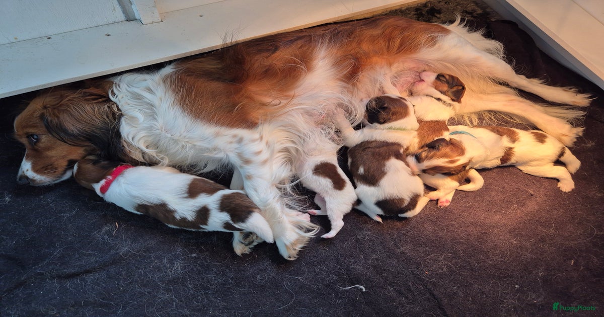 Raszuivere kooiker pups (met FCI stamboom) te koop in Enter | Puppyplaats