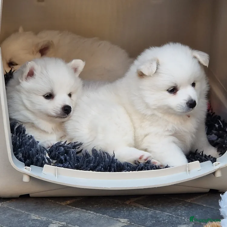 Keeshond Honden Ras: Karakter, Levensduur & Prijs | Puppyplaats