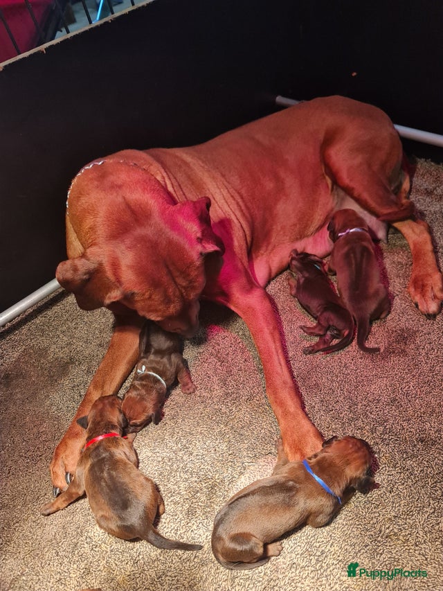 Rhodesian Ridgeback pups te koop in Kootwijkerbroek | Puppyplaats