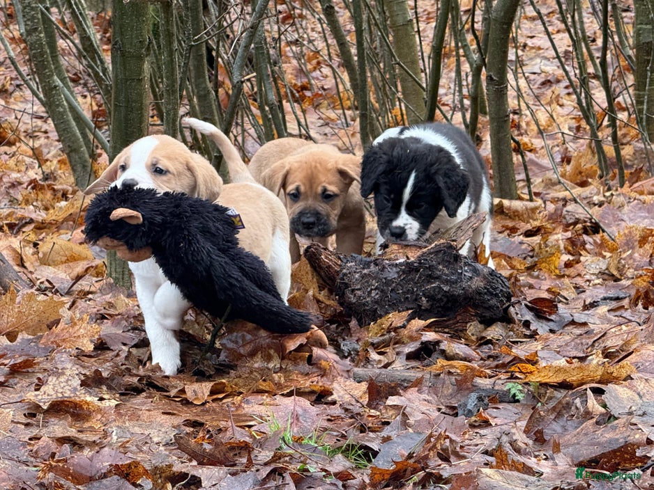 Kruising pups te koop | Puppyplaats