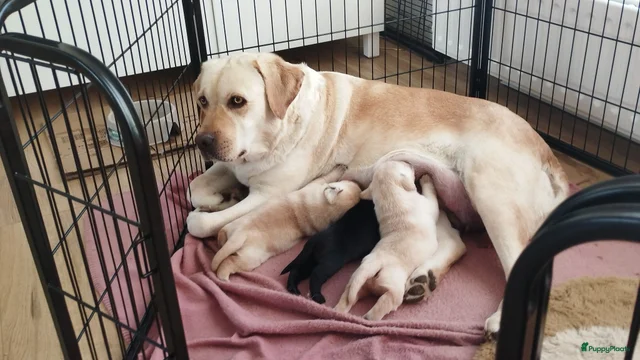 FCI PEDIGREE - LABRADOR RETRIEVER 5 MONTHS OLD te koop in Horn ...