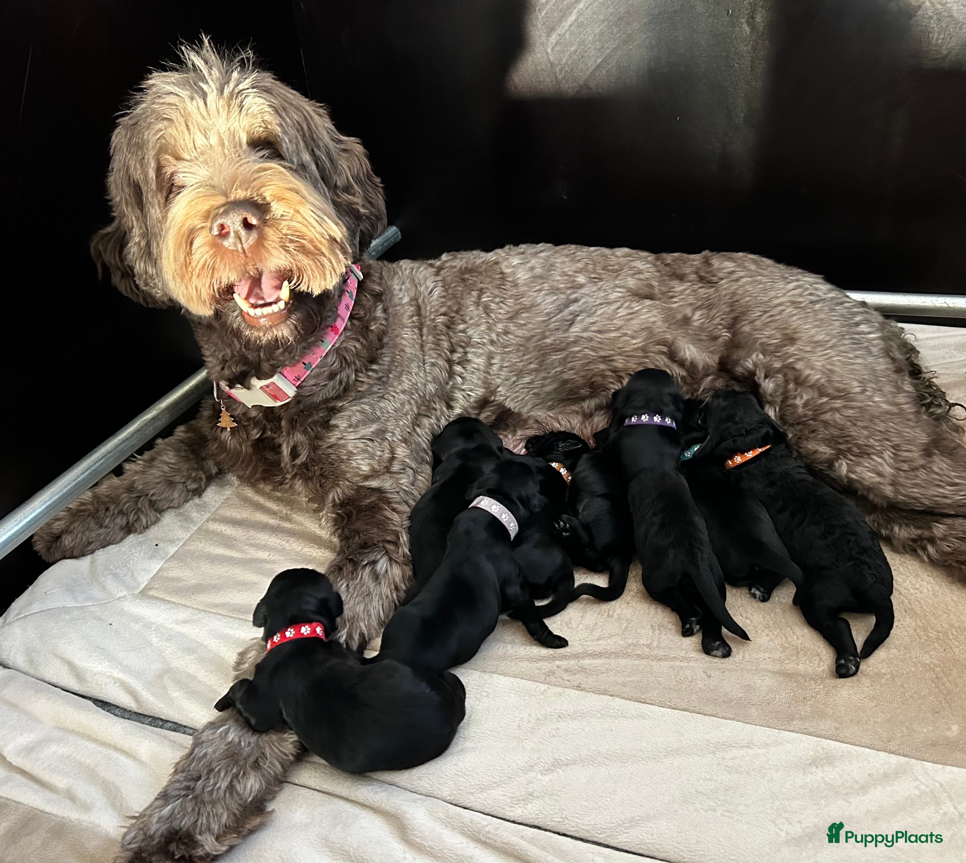 Australian labradoodle ALF2,1 teef/reu beschikbaar te koop in Nieuw ...