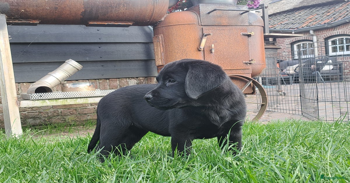 Prachtige zwarte labrador pups te koop in Veghel | Puppyplaats